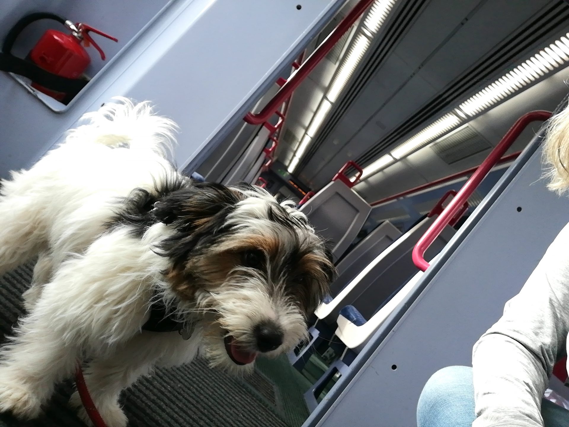 Taking your dog on a train - Fi Darby